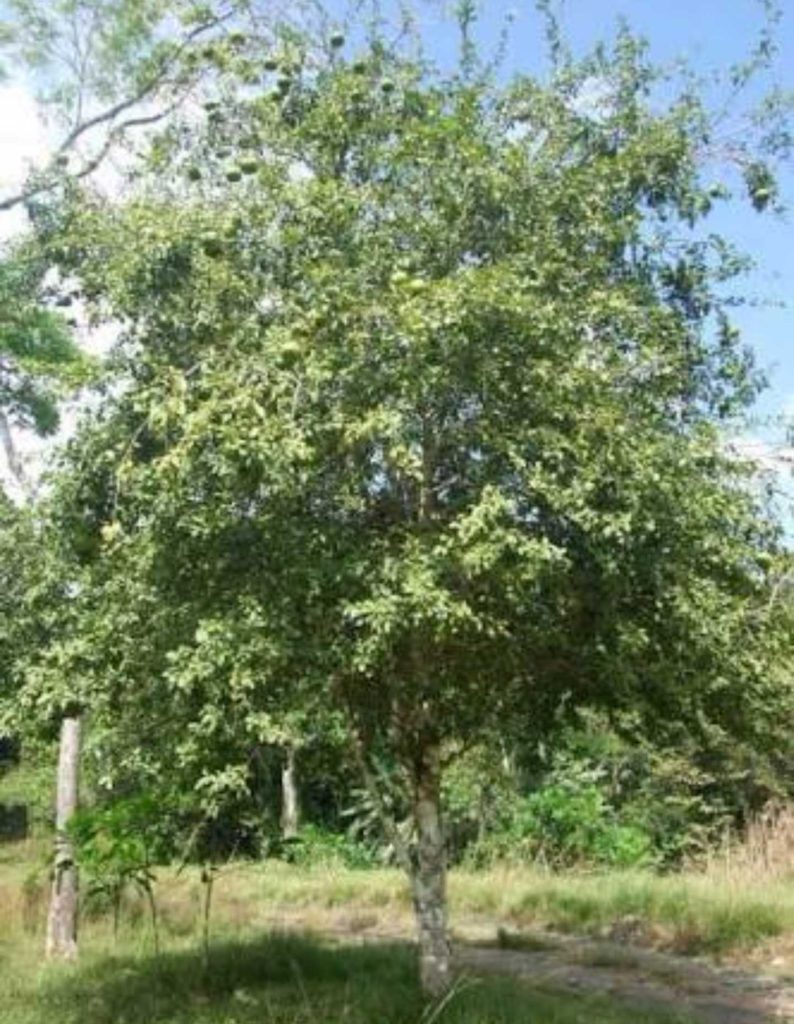 Aegle marmelos - Indian Bael - The Seed Vine