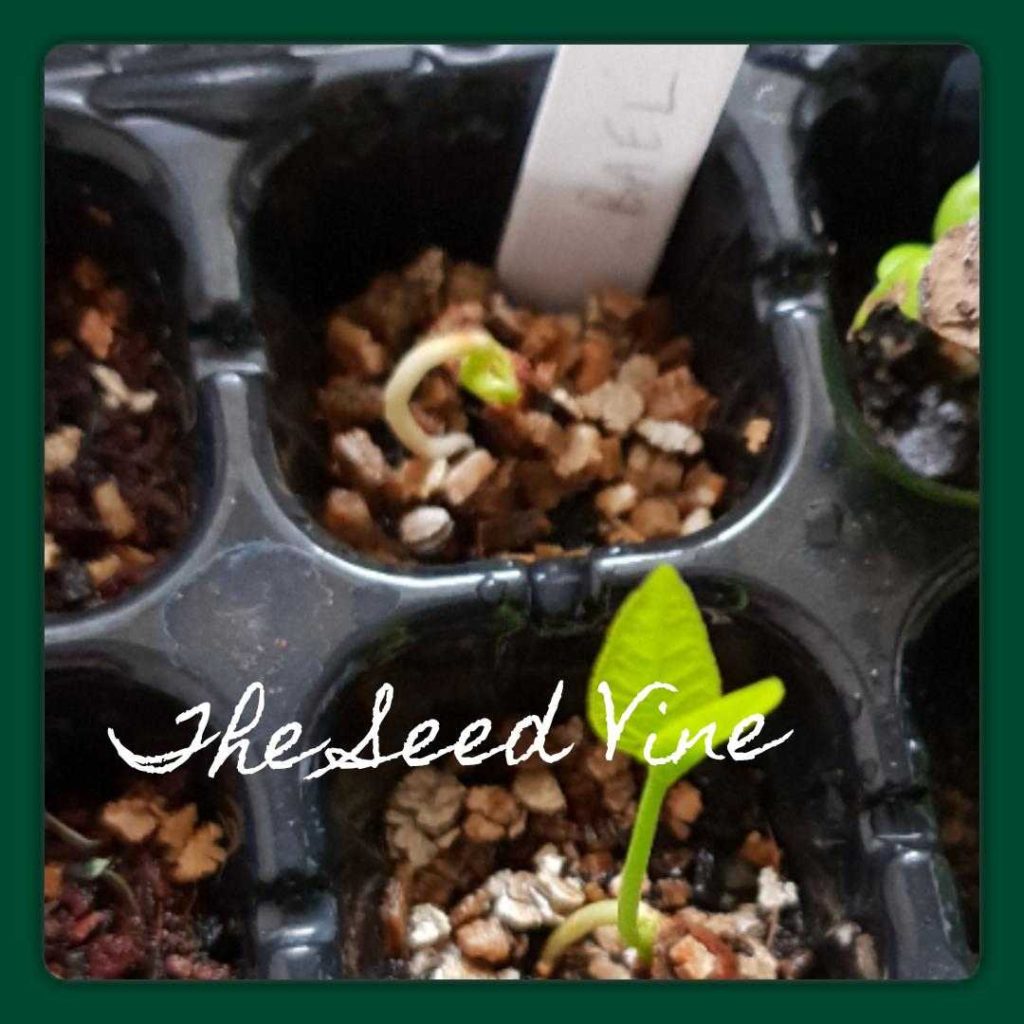 Aegle marmelos - Indian Bael - The Seed Vine
