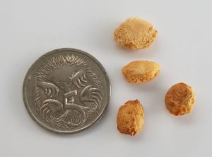 Aegle marmelos - Indian Bael - The Seed Vine