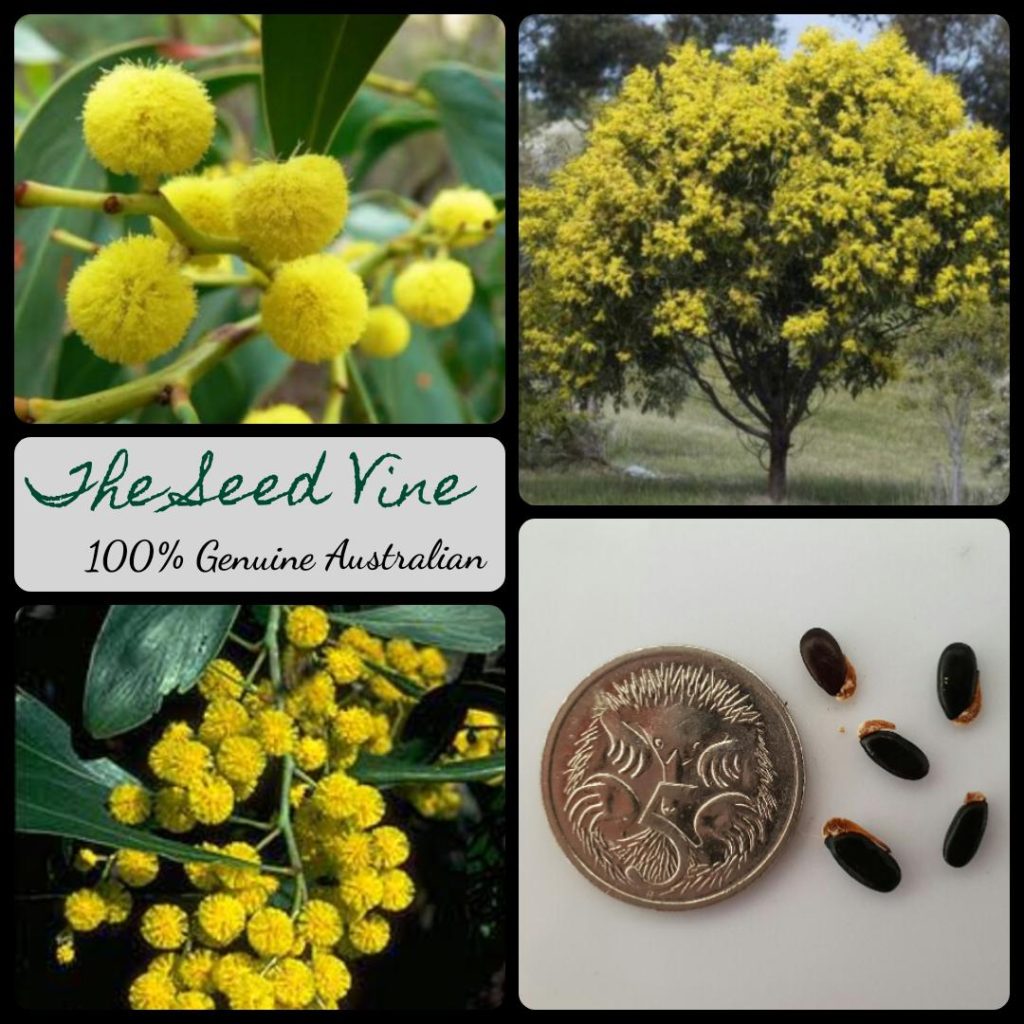 Shop - The Seed Vine