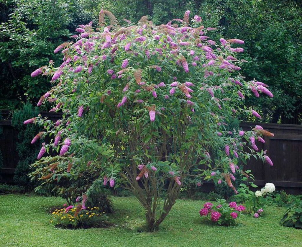 Buddleja davidii - Butterfly Bush - The Seed Vine