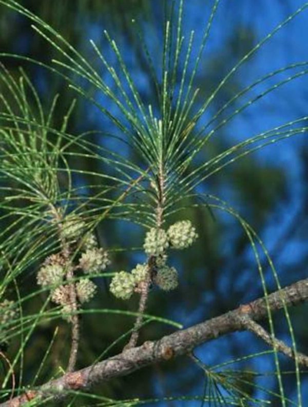 Casuarina equisetifolia - Australian Pine - The Seed Vine
