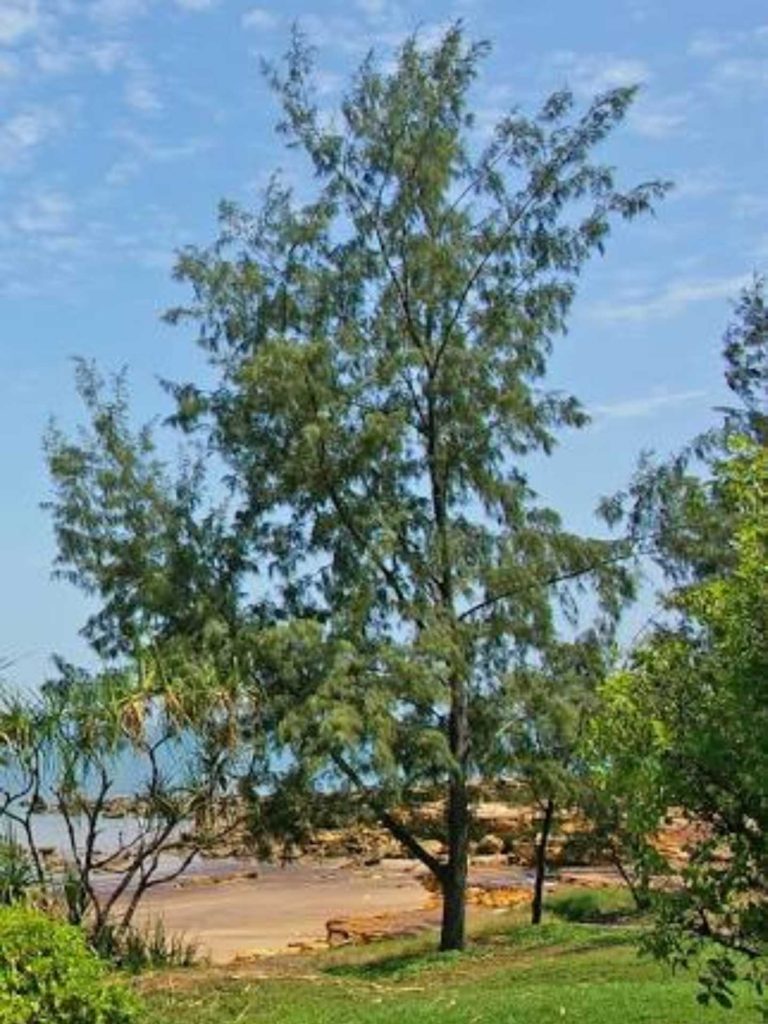Casuarina equisetifolia - Australian Pine - The Seed Vine