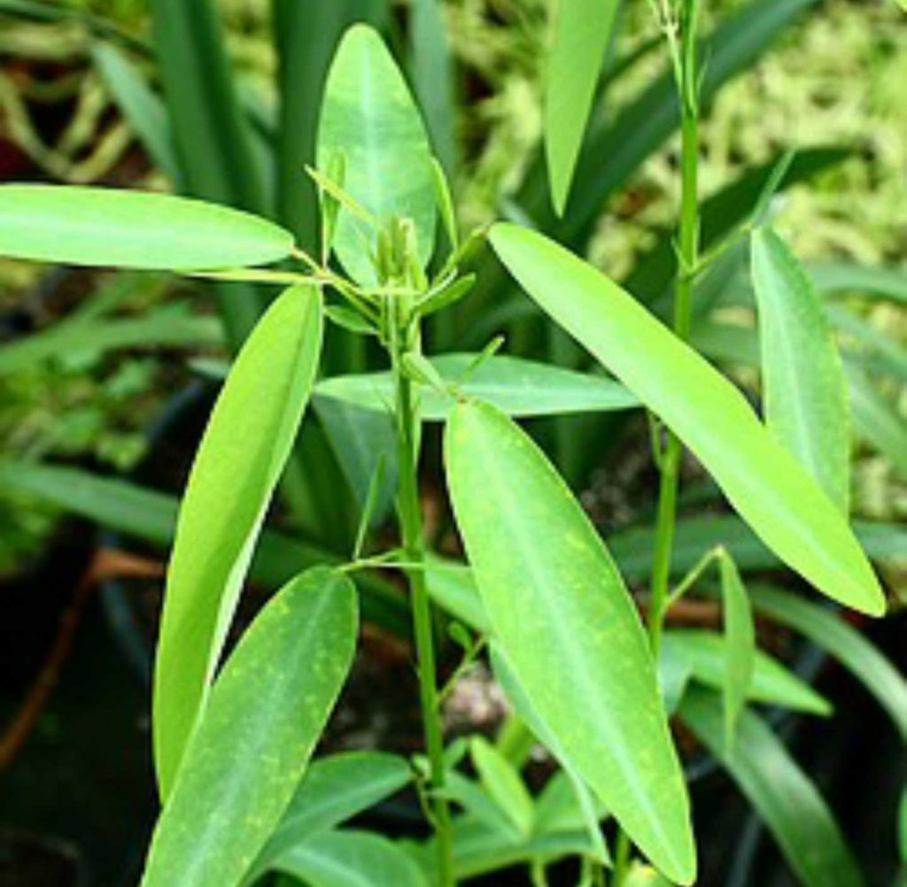 Codariocalyx motorius - Dancing Plant - The Seed Vine
