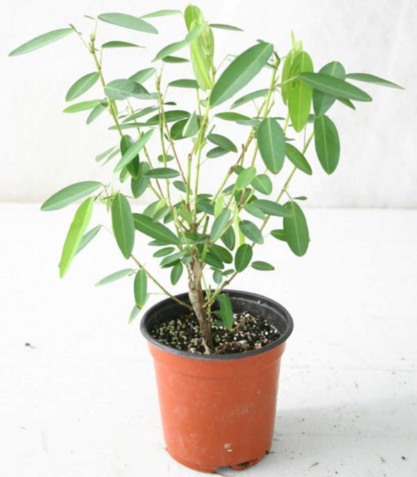 Codariocalyx motorius - Dancing Plant - The Seed Vine