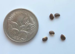 Codariocalyx motorius - Dancing Plant - The Seed Vine