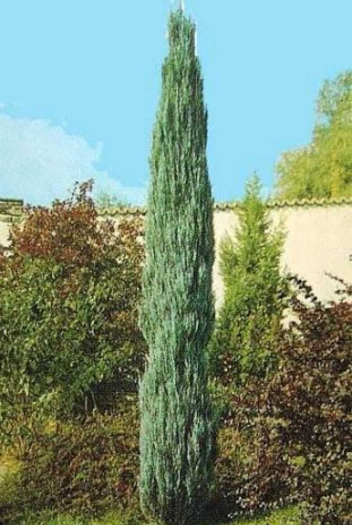 Cupressus sempervirens glauca - Italian Pencil Pine - The Seed Vine