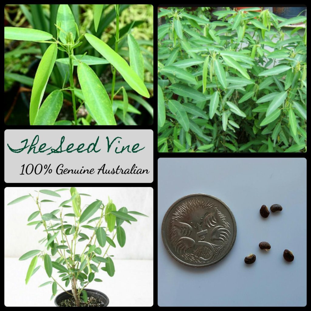 Codariocalyx motorius - Dancing Plant - The Seed Vine