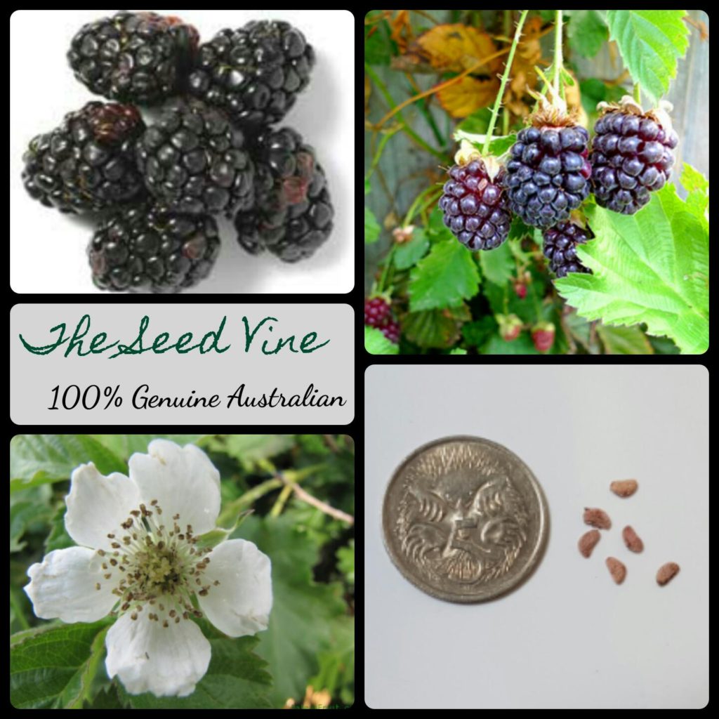 Rubus ursinus x Youngberry - Youngberry - The Seed Vine