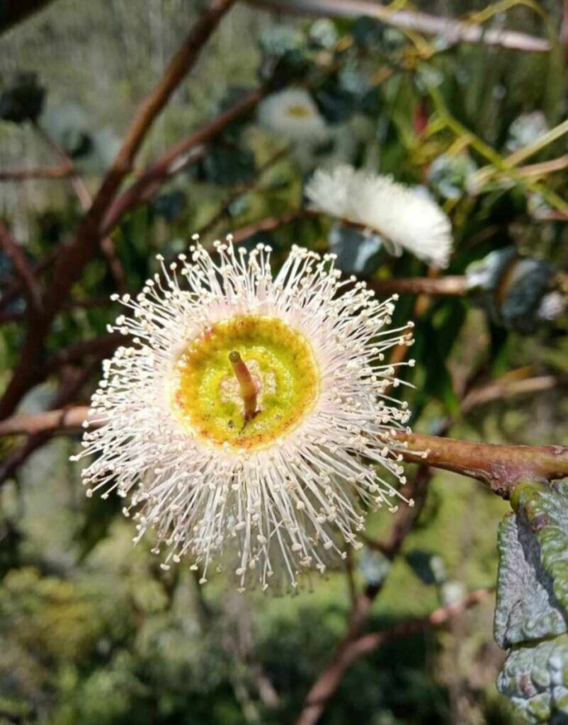 Eucalyptus globulus - Tasmanian Blue Gum - The Seed Vine
