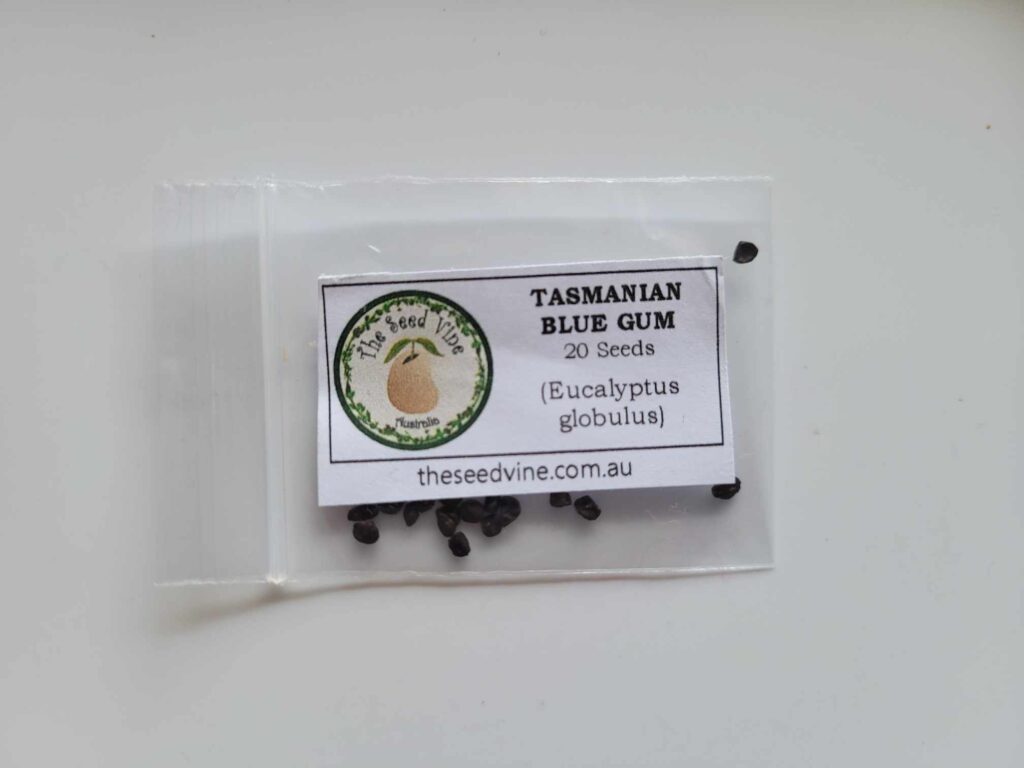 Eucalyptus globulus - Tasmanian Blue Gum - The Seed Vine