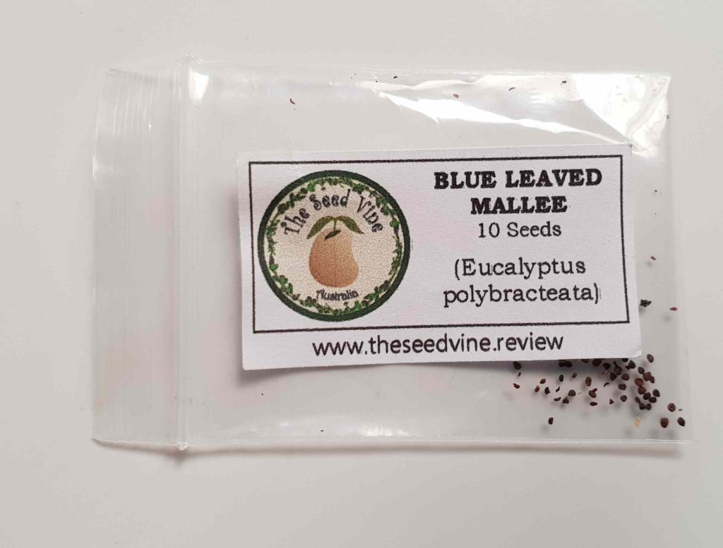 Eucalyptus polybractea - Blue Leaved Mallee - The Seed Vine