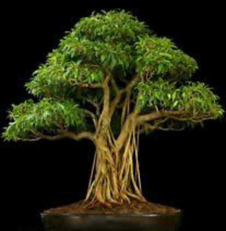 Ficus religiosa - Sacred Fig - The Seed Vine