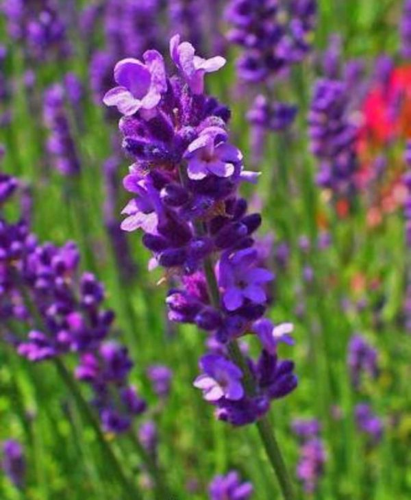 Lavandula angustifolia - English Lavender (Organic) - The Seed Vine