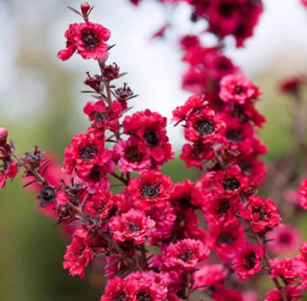 Leptospermum scoparium - Manuka Tea Tree - The Seed Vine