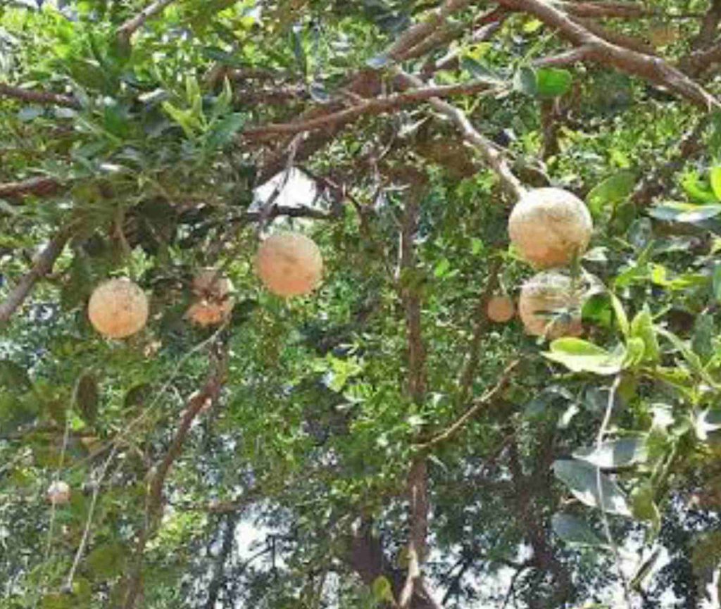 Limonia acidissima - Wood Apple - The Seed Vine