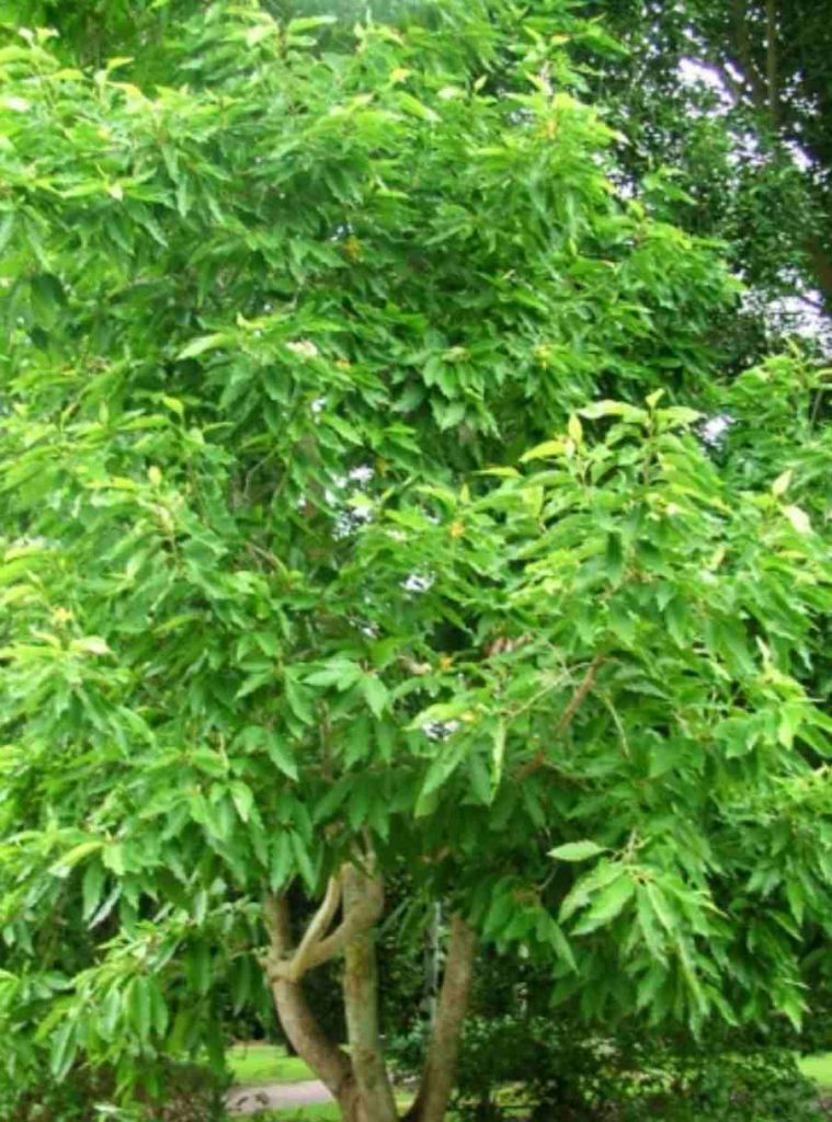 Magnolia champaca - Champak Magnolia - The Seed Vine