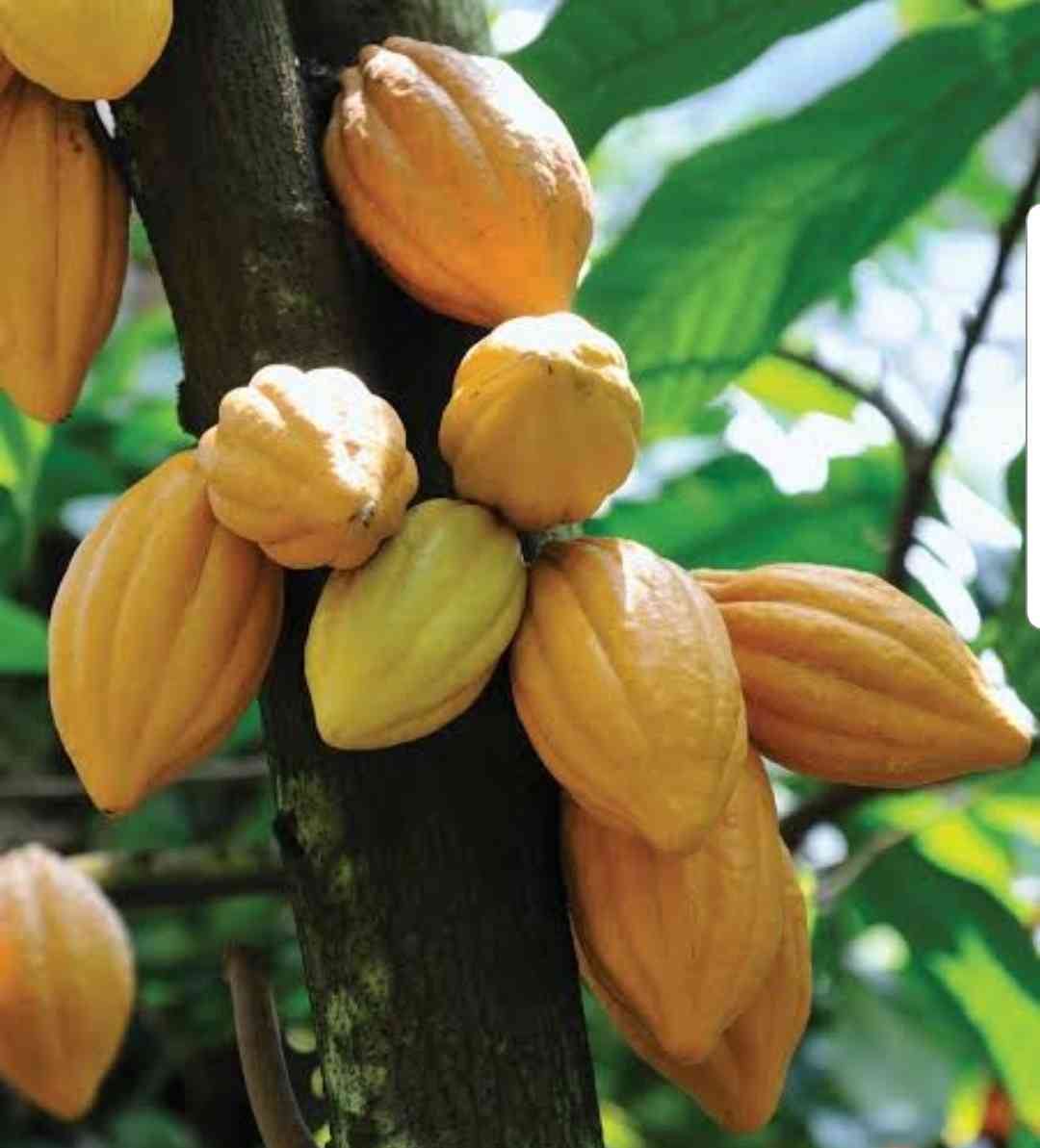 Theobroma Cacao Cocoa Tree The Seed Vine