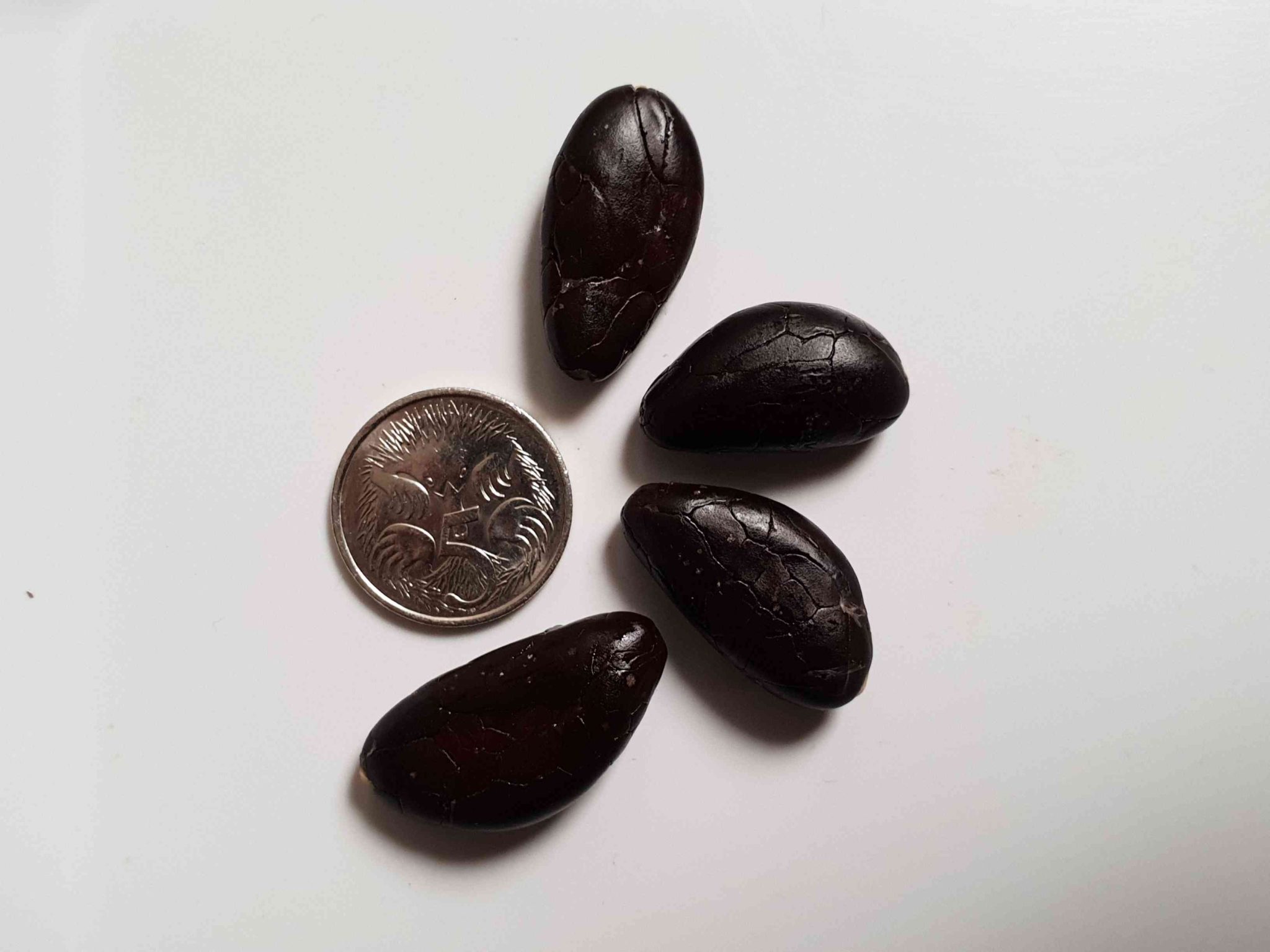 Theobroma cacao - Cocoa Tree - The Seed Vine