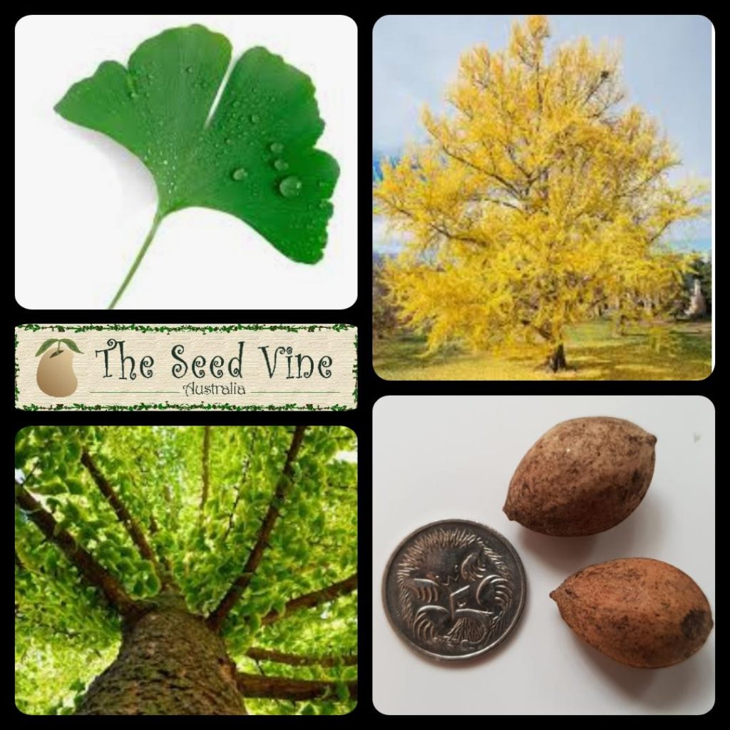 Ginkgo biloba - Maidenhair Tree - The Seed Vine