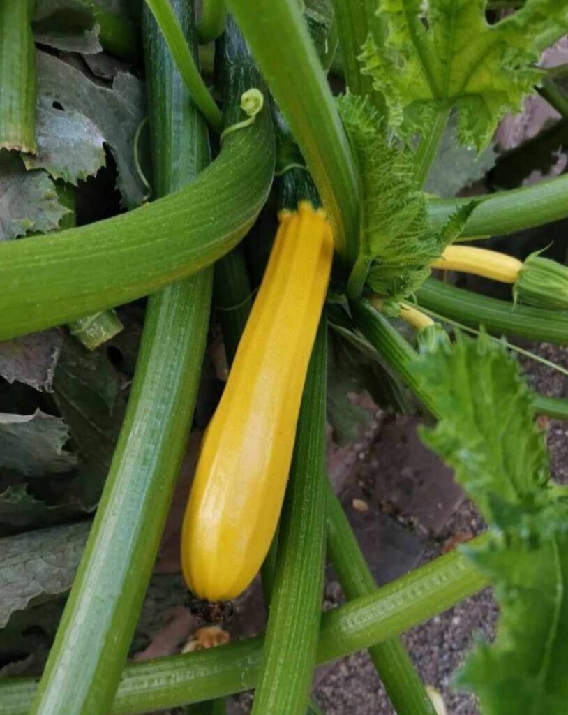 Cucurbita pepo - Yellow Scallop Squash (Organic) - The Seed Vine