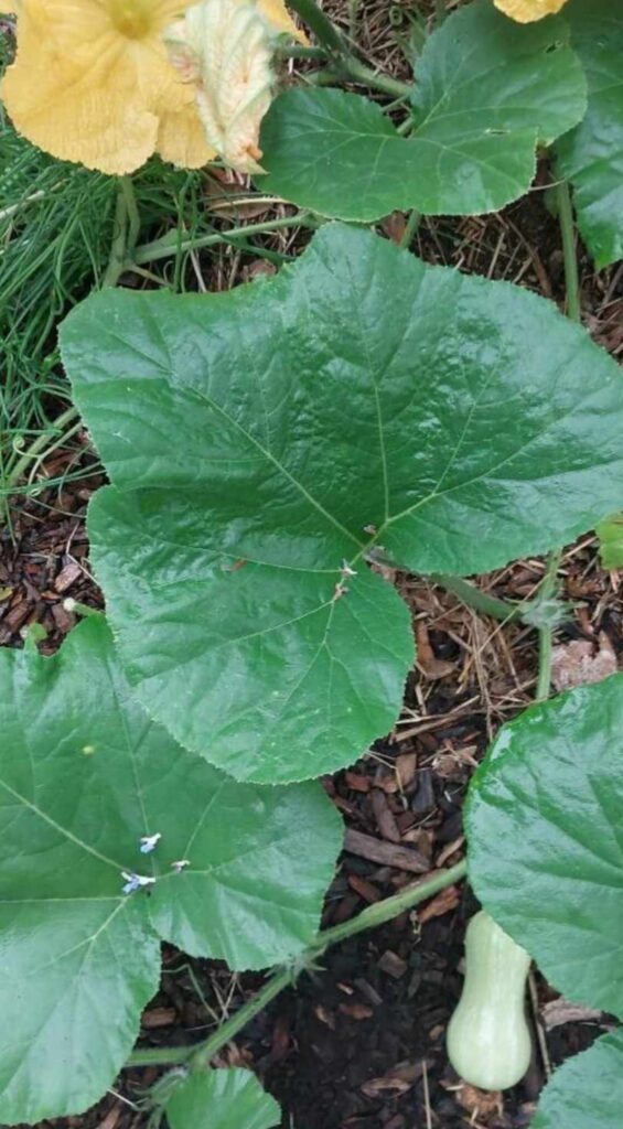 Cucurbita pepo - Yellow Scallop Squash (Organic) - The Seed Vine