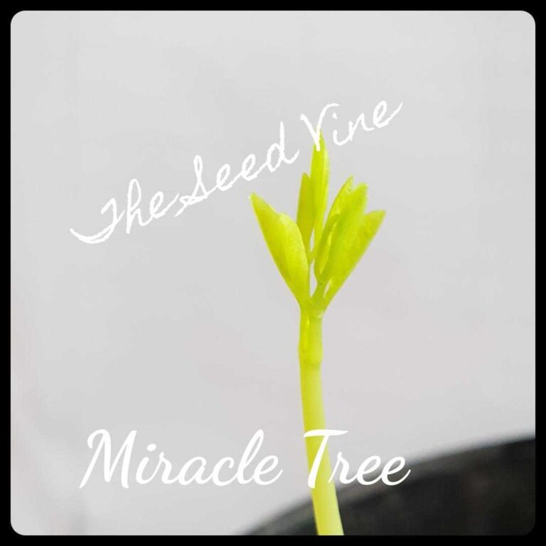 Moringa oleifera - Miracle Tree - The Seed Vine