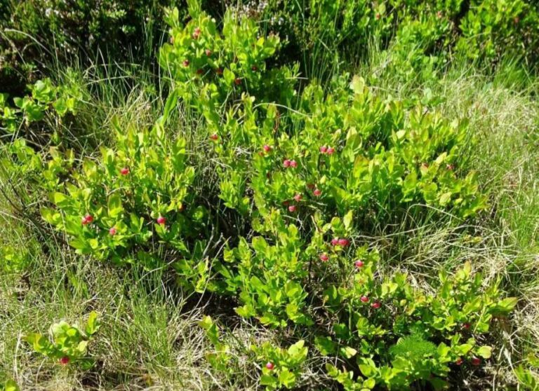 Vaccinium myrtillus - Bilberry - The Seed Vine