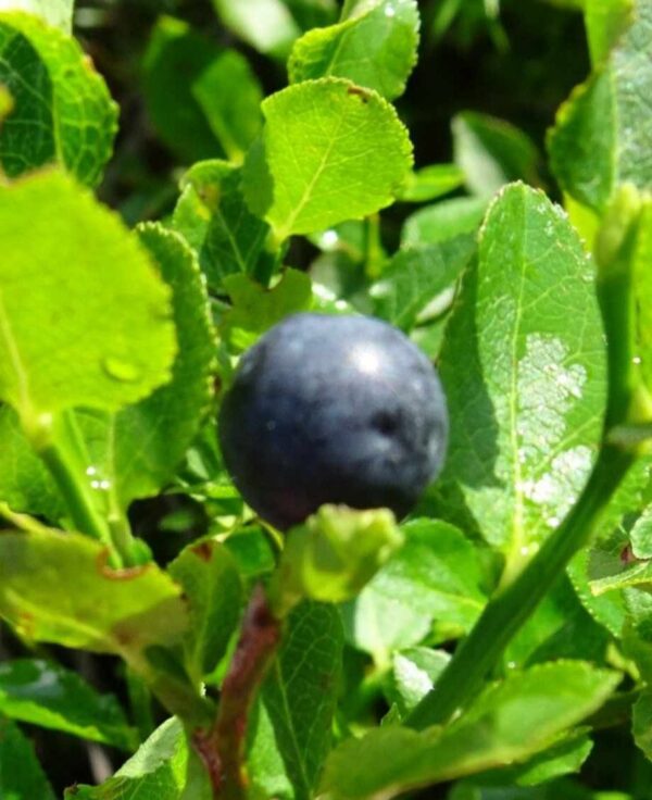 Vaccinium myrtillus - Bilberry - The Seed Vine