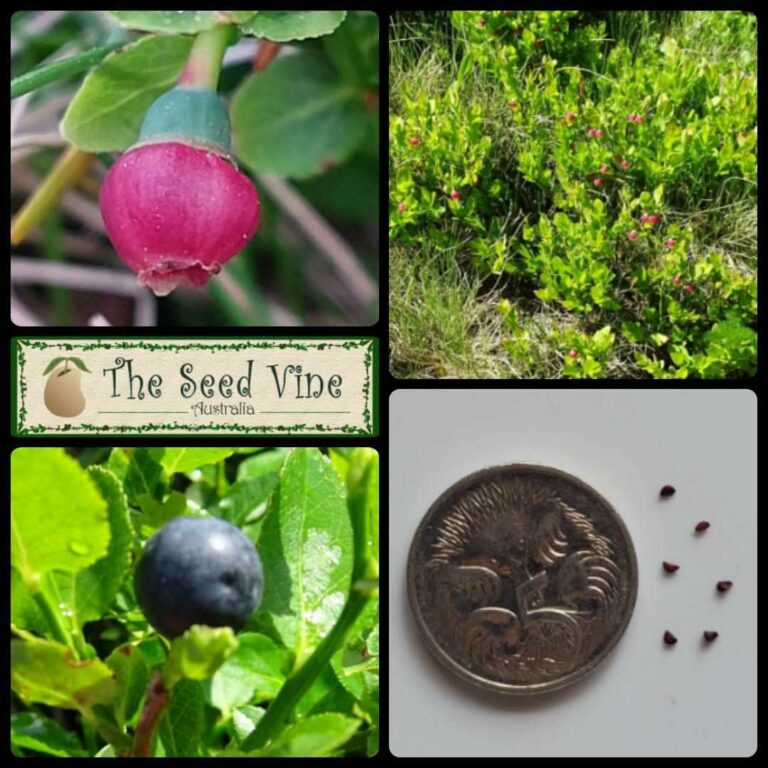 Vaccinium myrtillus - Bilberry - The Seed Vine