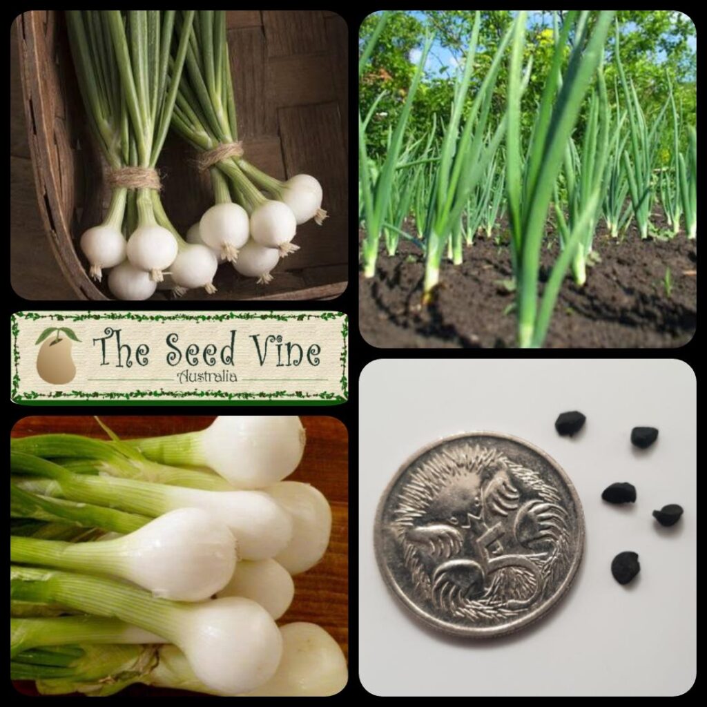 Allium cepa - Spring Onion Pompeii (Organic) - The Seed Vine