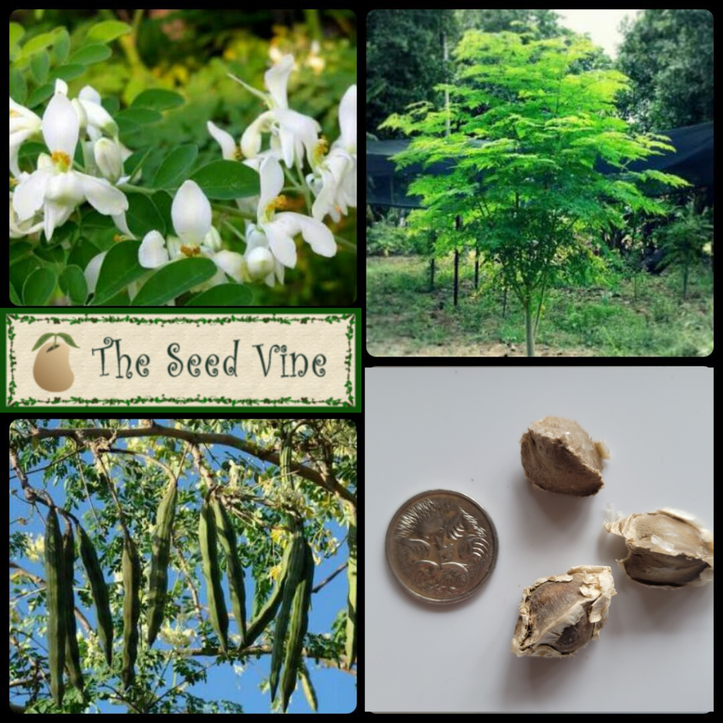 Moringa oleifera - Miracle Tree - The Seed Vine