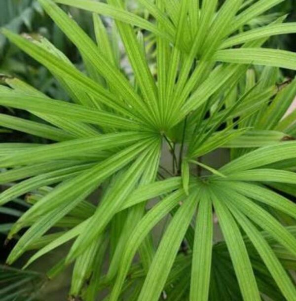 Rhapis excelsa - Lady Palm - The Seed Vine