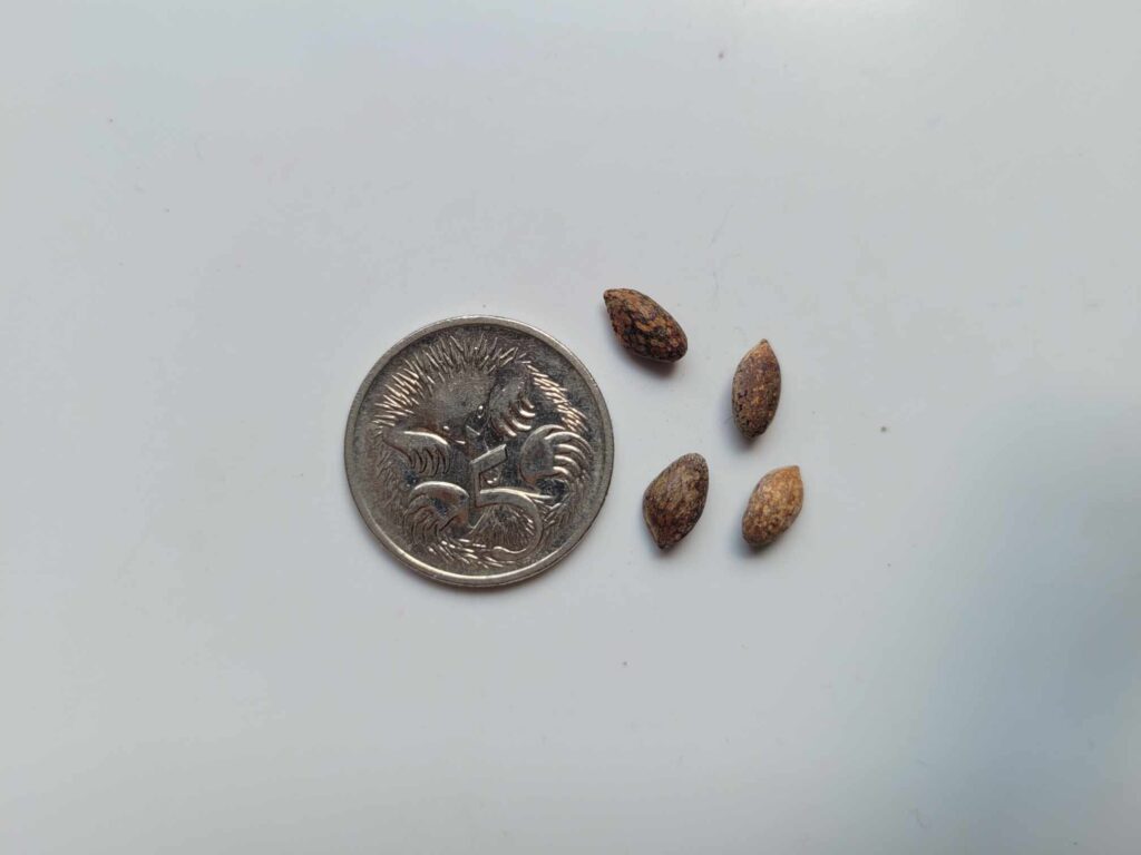 Pinus nigra - Austrian Pine - The Seed Vine