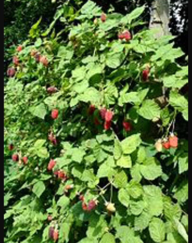 Rubus loganberry - Loganberry - The Seed Vine