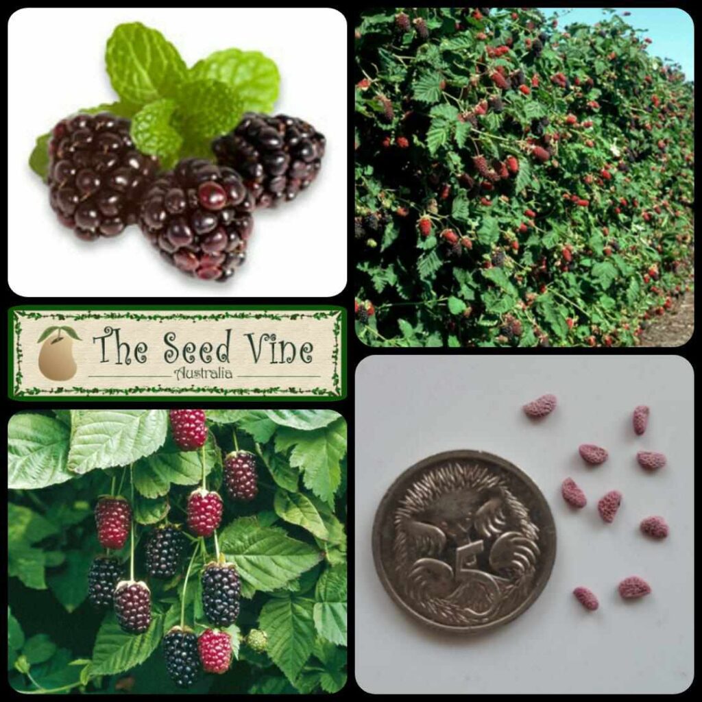 Rubus boysenberry - Boysenberry - The Seed Vine