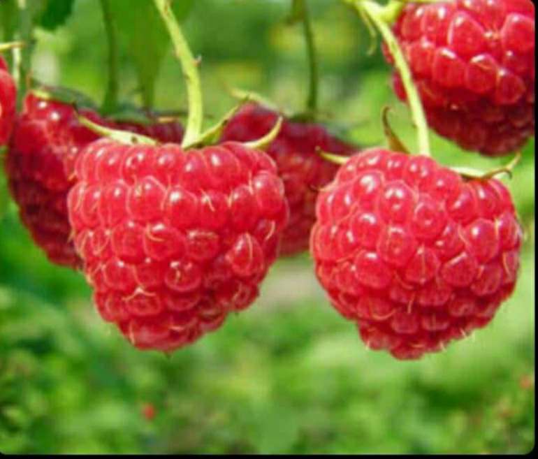 Rubus idaeus - Red Raspberry (Organic) - The Seed Vine