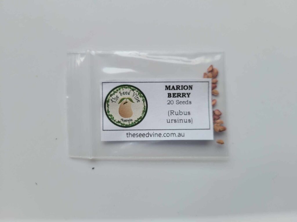 Rubus marionberry - Marionberry (Organic) - The Seed Vine