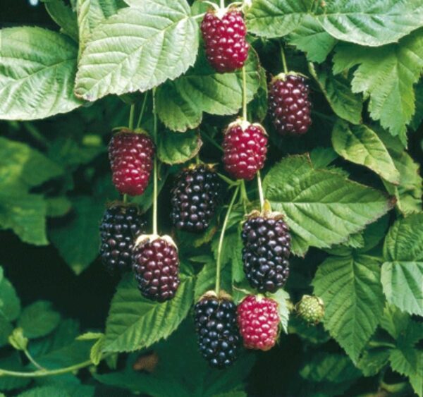 Rubus boysenberry - Boysenberry - The Seed Vine