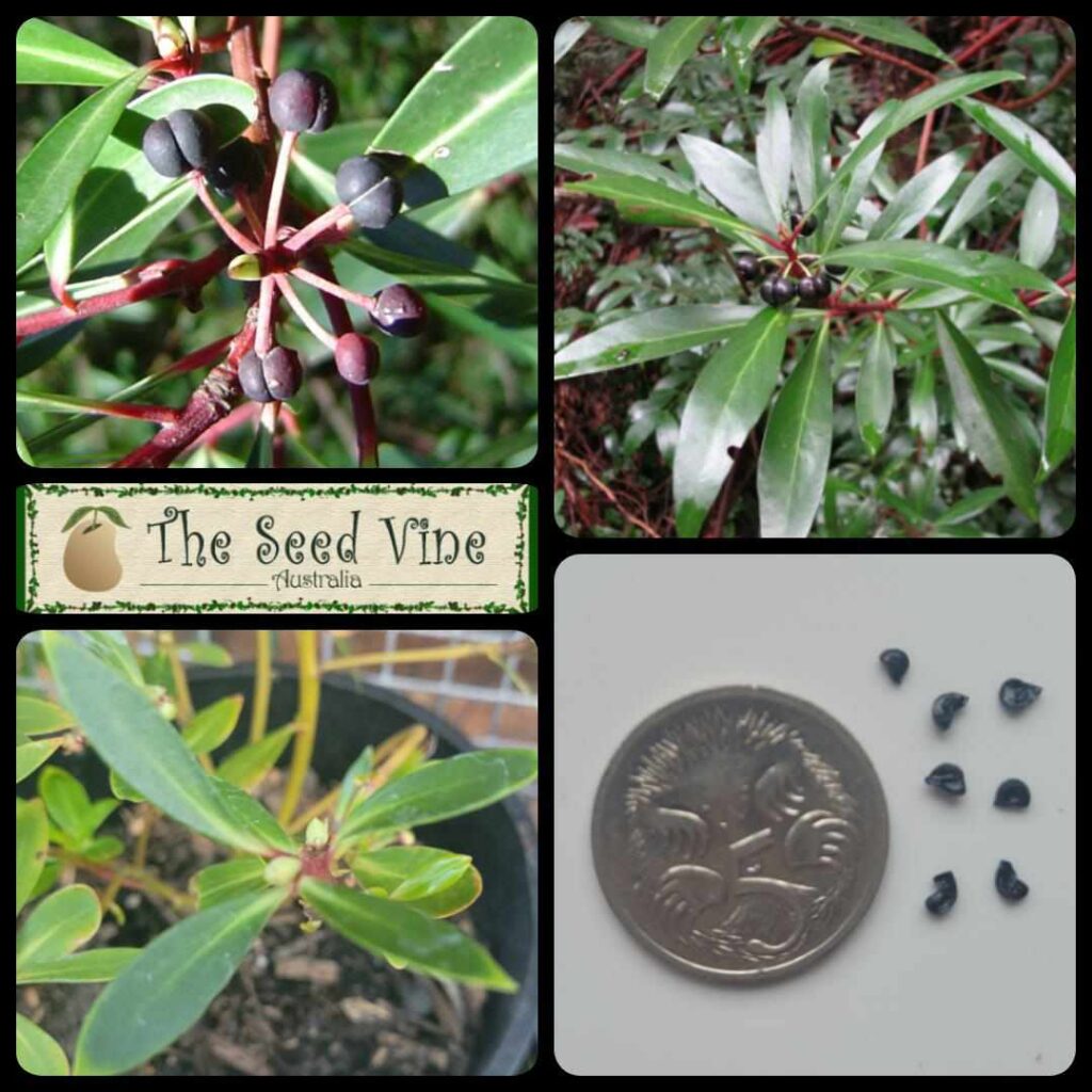 Tasmannia lanceolata - Tasmanian Pepperberry - The Seed Vine