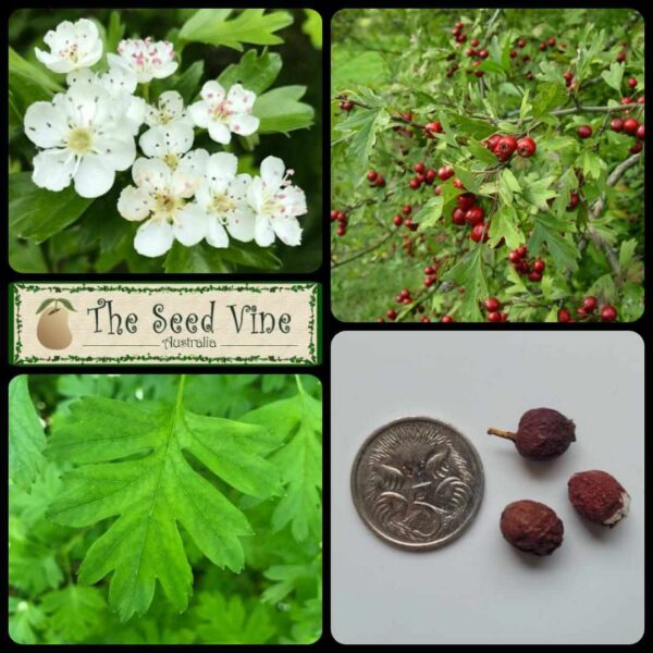 Crataegus monogyna - Hawthorn Berry - The Seed Vine
