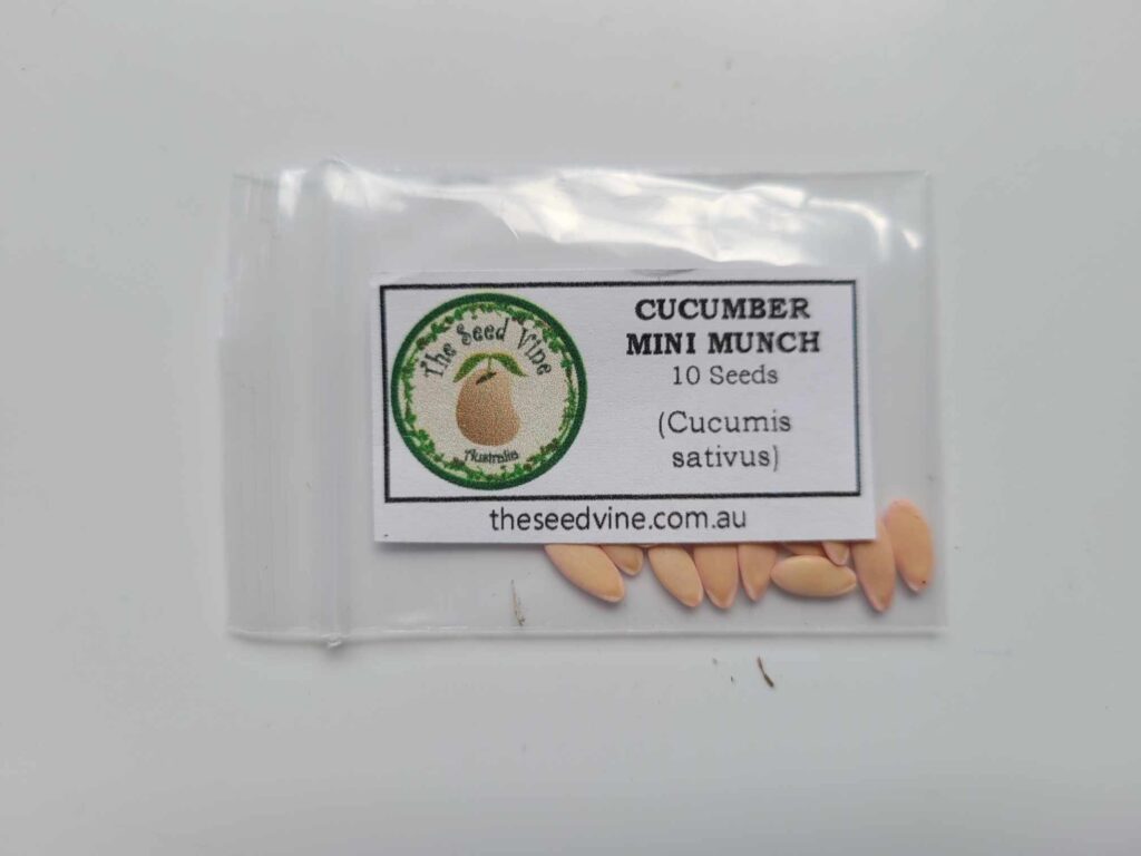 Cucumis sativus - Mini Munch Cucumber (F1) - The Seed Vine