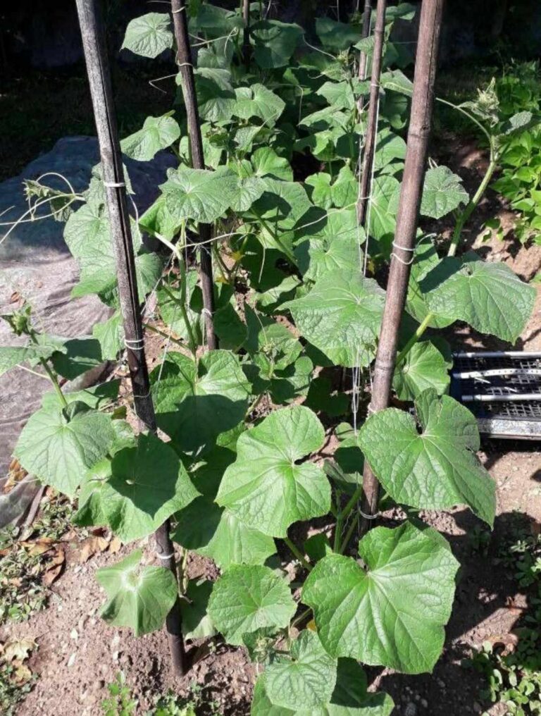 Cucumis sativus - Mini Munch Cucumber (F1) - The Seed Vine