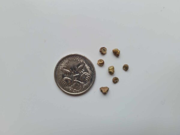 Malus sylvestris - European Crabapple - The Seed Vine