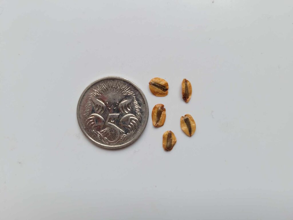 Sequoiadendron giganteum - Giant Redwood - The Seed Vine