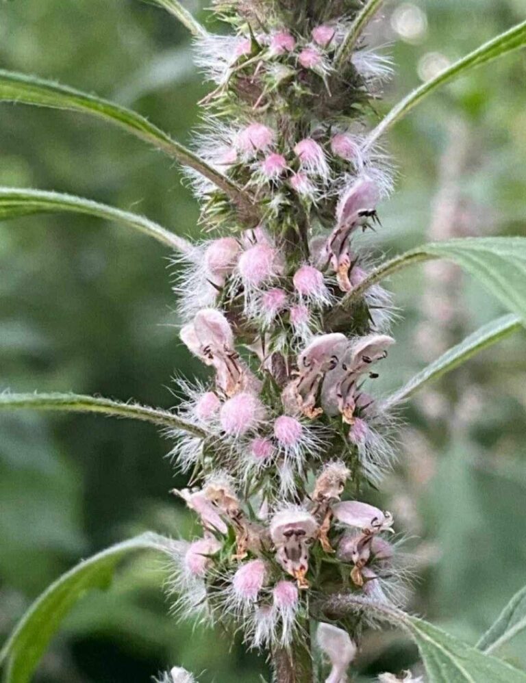 Leonurus cardiaca - Motherwort - The Seed Vine