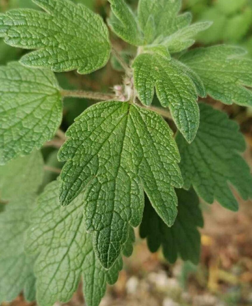 Leonurus cardiaca - Motherwort - The Seed Vine