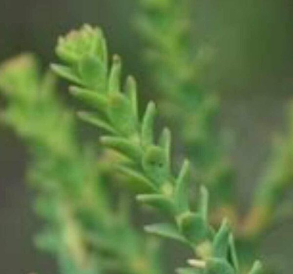 Melaleuca pulchella - Claw Honey Myrtle - The Seed Vine