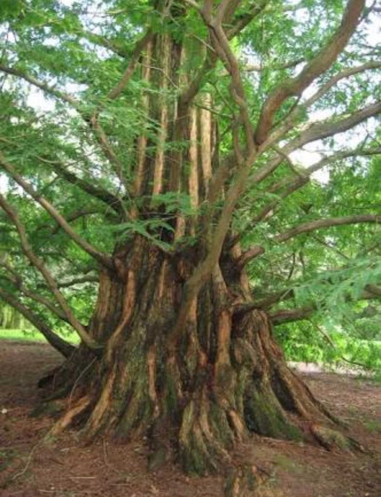Metasequoia glyptostroboides - Dawn Redwood - The Seed Vine