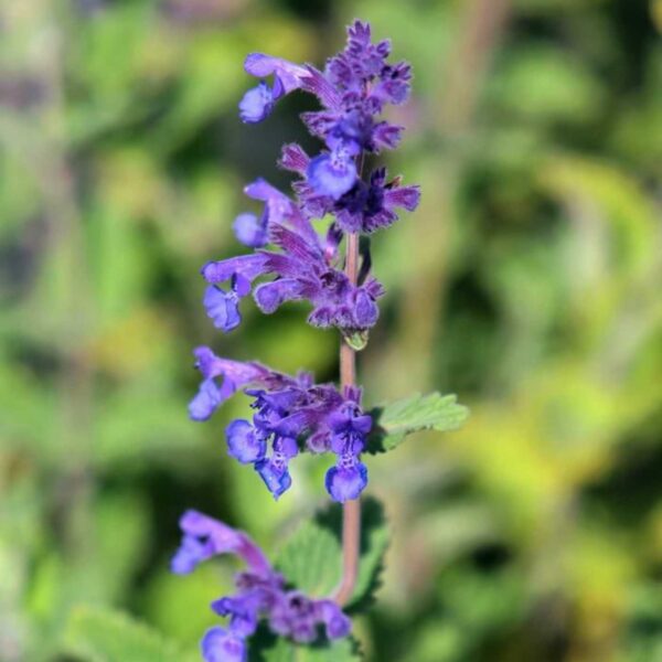 Nepeta racemosa - Persian Catmint - The Seed Vine
